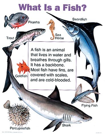 Buy What Is a Fish? (All about Animals Chart Pack) Online at ...