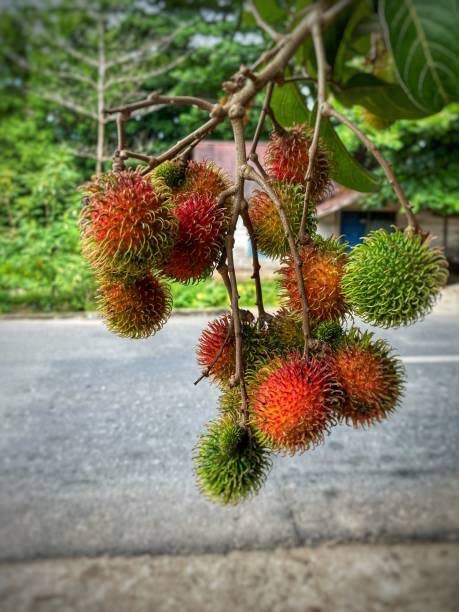 Cloud Farm Live Rare Yellow Rambutan Hybrid Exotic Fruit Seedling Live ...