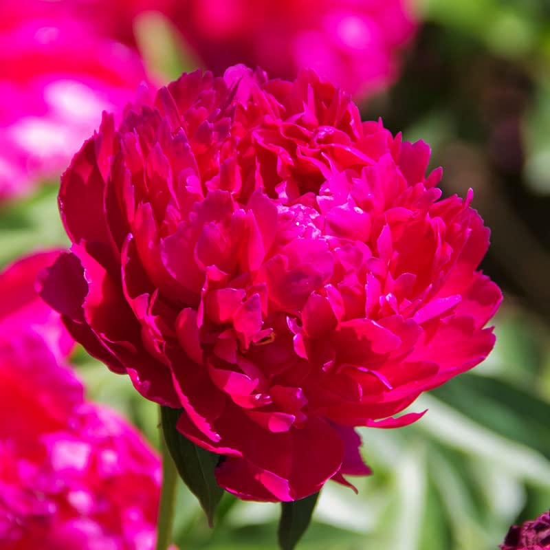Peony - How to grow & care