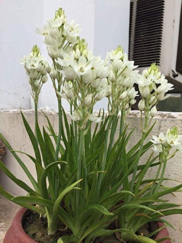 CHINCHEE RINCHEE FLOWER BULBSPACK OF 6 PCS... : Amazon.in: Garden ...