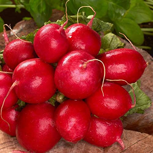 Creative Farmer Vegetable Seeds Mula Seeds - Radish Full Red Seeds ...