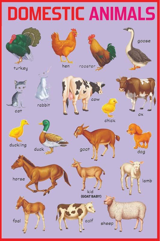 Domestic Animals Wall Poster|Kids Early Learning Poster For Wall ...