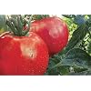 Amazon.com : Hossinator Hybrid Tomato Seeds F1 (STM2255) | 10 Seeds ...