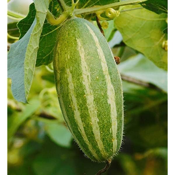 11 seeds,Parwal seeds hybrid, Germination tested (11 seeds) : Amazon.in ...