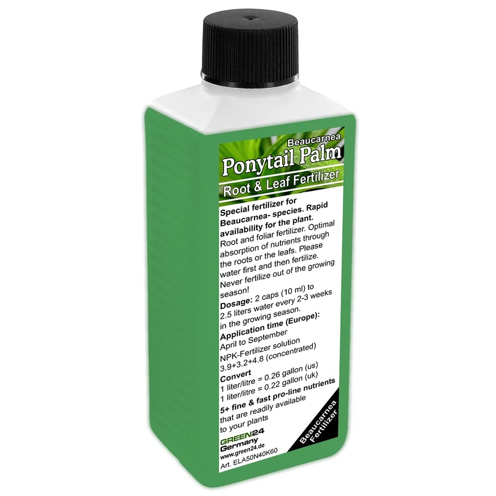 Amazon.com : Beaucarnea (Ponytail Palm, Elephant's Foot Tree) Liquid ...