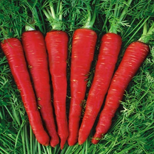 Hybrid Long Carrot Seeds, 100 Grams : Amazon.in: Garden & Outdoors