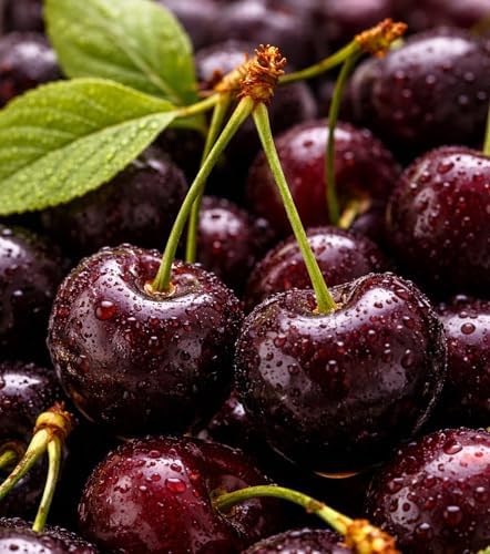 Amazon.com : 5 Black Cherry Tree Live Plants 1–2 Ft Tall (Prunus ...