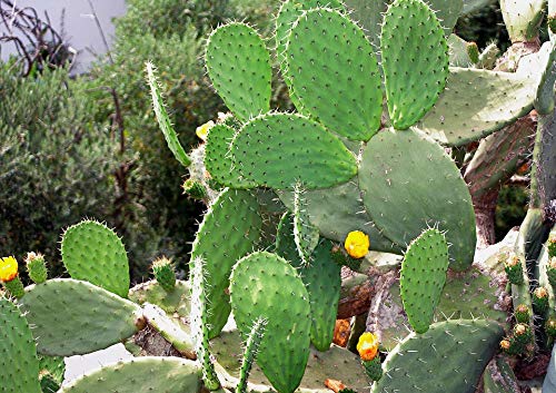 Modern Plants Live Nagphani/Nagfani Cactus Big Medicinal Plant With Pot ...
