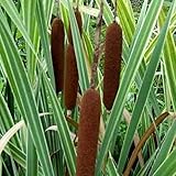 Dwarf Cattail Guide: How to Grow & Care for “Typha Minima”