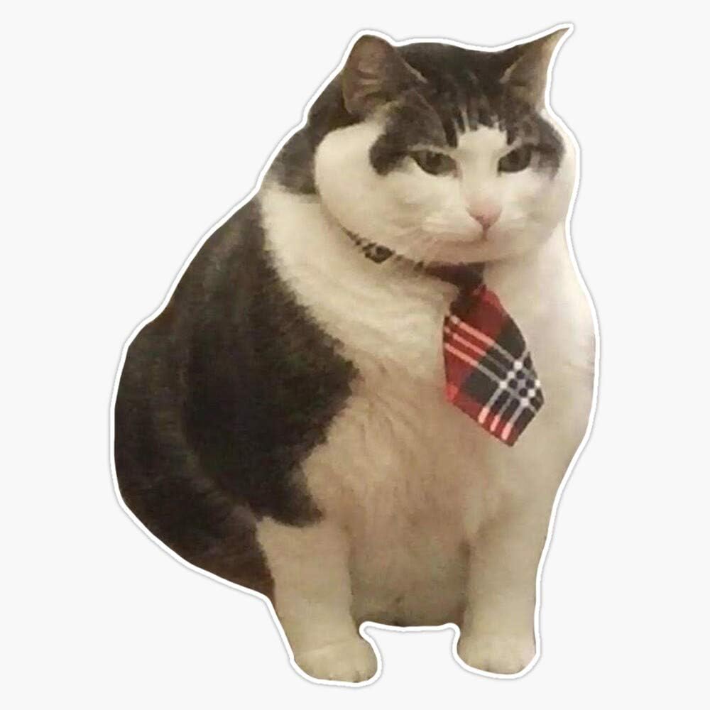 Amazon.com - Chonk Sticker Vinyl Bumper Sticker Decal Waterproof 5"