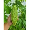 Amazon.com : 25+ Premium Bitter Melon Seeds for Planting – Heirloom ...