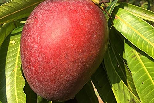 Florona Rare Dwarf Hybrid Grafted Mango Live Plant Mangifera Indica ...