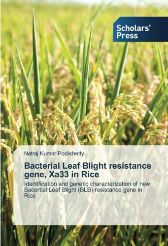 Buy Bacterial Leaf Blight resistance gene, Xa33 in Rice: Identification ...