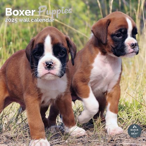 Baker and Bray Boxer Dog Puppies Calendar 2025, Large Square Wall ...