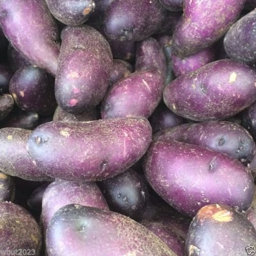 Amazon.com: Blue potato ,Speciality Potato, Color is retained while ...