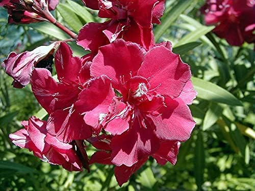 CooPany® Sevvarali Poo Live Plant/White Nerium Oleander Live Plant With ...