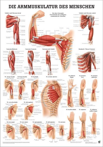 The muscles of the arm. 50×70 cm, laminated – BigaMart