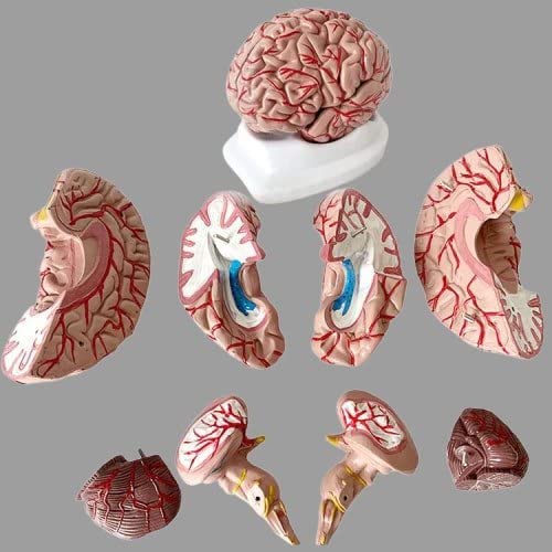 Buy ISKOFiber Glass Human Brain Model in 8 part with magnets and fiber ...