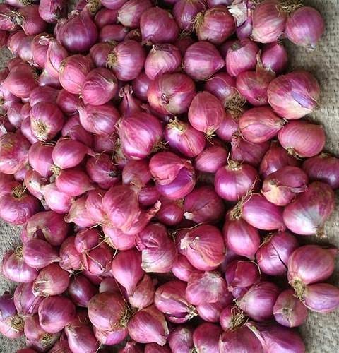DIOART™PUSA-Hybrid small shallot onion seeds-150-SEEDS-OQ-290 : Amazon ...