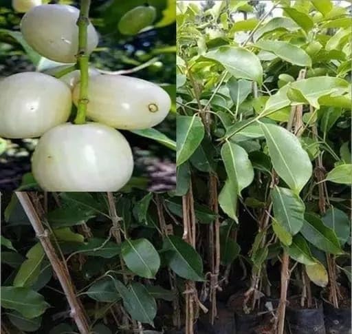 MITU White Jamun Jambolan Variety Fruit Grafted Live Plant & Tree(2-2.5 ...