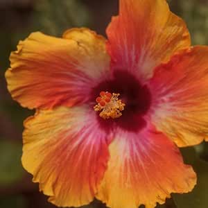 Amazon.com : Sunset Hibiscus Plant Live, Hibiscus Plant, 3 to 5 Inc ...