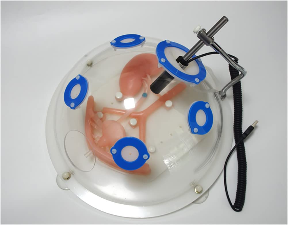 Lmeil Silicone Organs Urology Laparoscopic Medical Students Practice ...