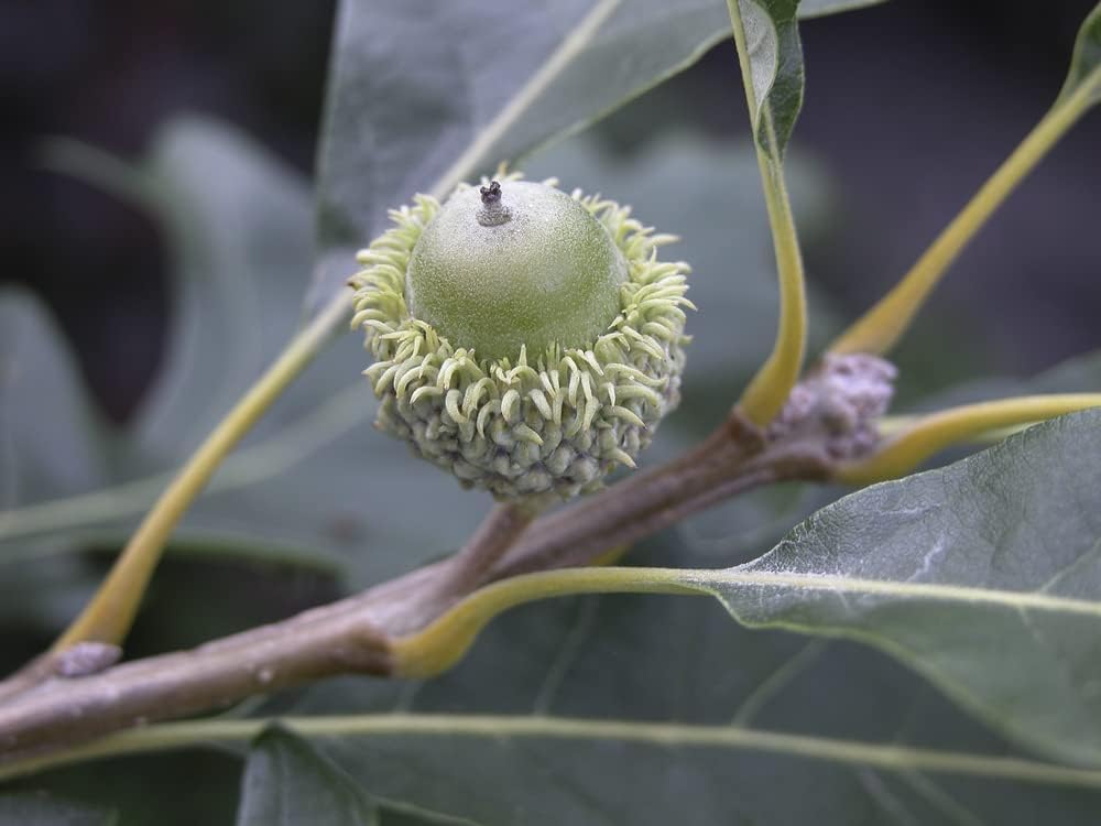 Amazon.com : Bur Oak Tree Seedling for Planting - Grow Live Tree Plants ...