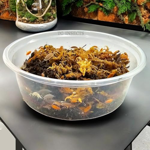 Amazon.com : TC INSECTS . 25ct MEGA Mix Isopods Bundle Bioactive Isopod ...