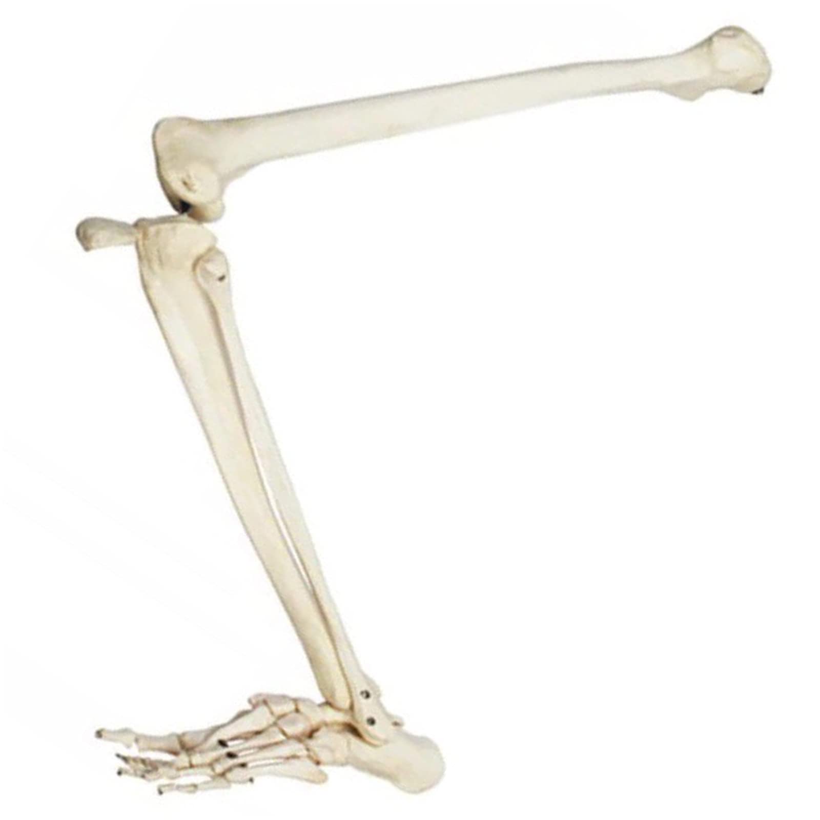 Buy K99 Anatomical Human Skeleton Model - Lower Limb Skeleton Anatomy ...