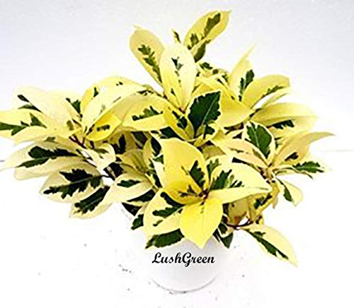 LushGreen Gardens Indoor/Outdoor Live Plant - Ficus Safari, Ficus ...