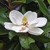 Amazon.com : Southern Magnolia Plant Live 6 to 12 Inches Tall, No Pot ...