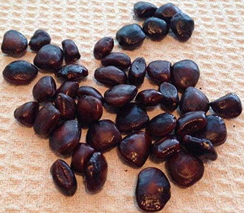 New Fresh 100pcs Tamarind Tree Seeds Generic