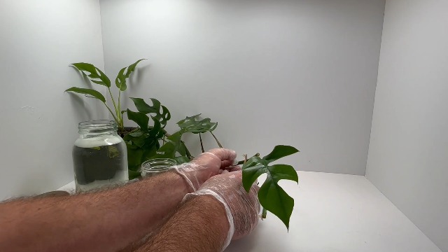 Watch Trimming clones for inoculation into tissue culture on Amazon Live