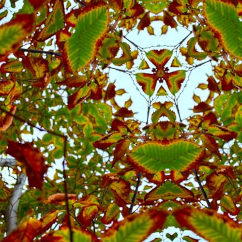 Amazon.co.jp: ᐊᐦᒐᕽ : Wihtikow: デジタルミュージック