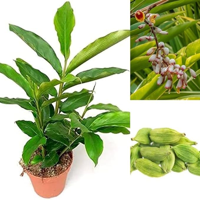 Cloud Farm Elaichi Plant/Cardamom Plant ' Green Cardamom""Choti Elaichi ...