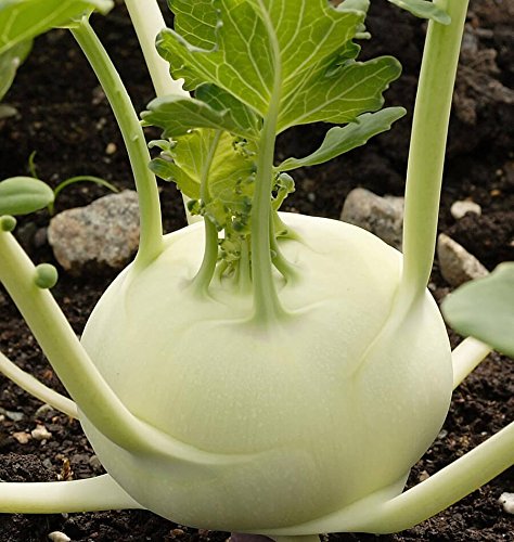 Creative Farmer Vegetable Seeds Chou-Rave Seeds - Kohlrabi ?Seeds Seeds ...