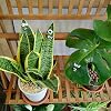 Amazon.com: HOMDSG Monster Plant Magnets Eyes for Potted Plants, Funny ...
