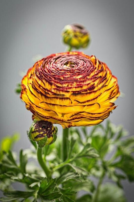Ritz Farming Italian ranunculus flower bulbs | yellow with maroon ...