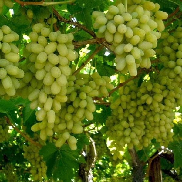 Mphmi Live Plants Outdoor Grape, Angoor (Seedless) - Plant : Amazon.in ...
