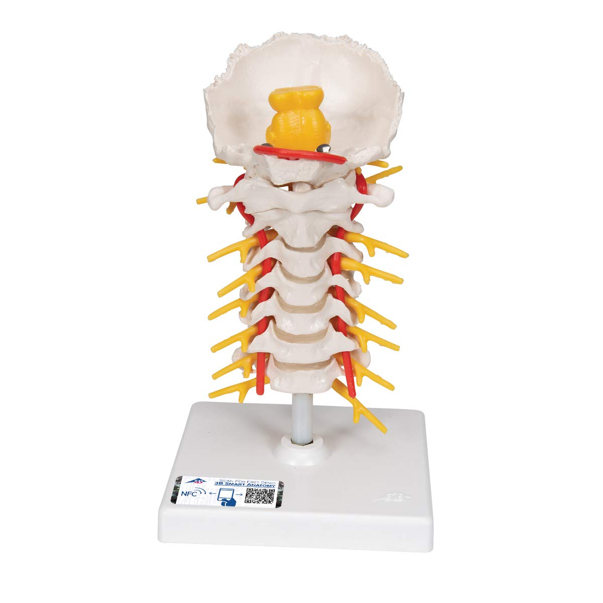 3B Scientific A72 Cervical Spinal Column Model with Stand, 7.5" Height ...