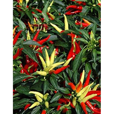 MaliaGarden Surya Mukhi Hot Chili Seeds - Hybrid Vegetable Seeds - Pack ...
