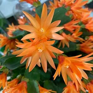Amazon.com : Live Orange Easter Cactus Plant, Live Easter Cactus Plant ...