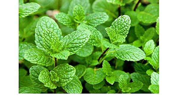 Malowal® Rare Desi Mint Plant Non hybrid - Grow Indoors or Outdoors ...