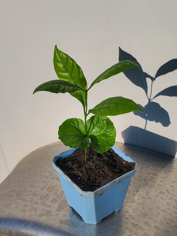 Rare Exotic Spice Plant- Coffee Plant Huge Production Chandragiri ...