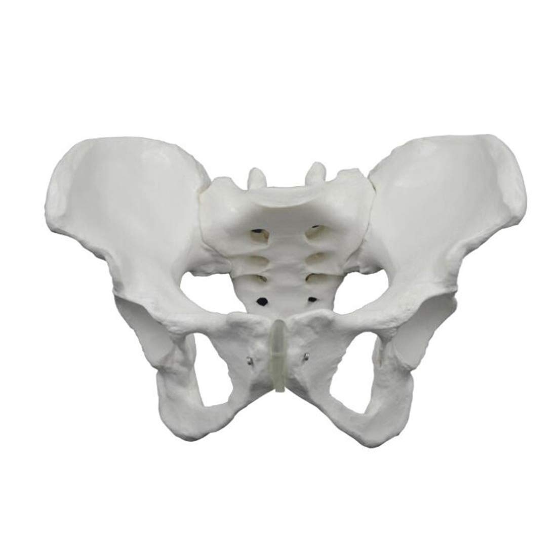 Buy XIEZI Pelvic Model Medicine Human Pelvis Skeleton Model Life Size ...