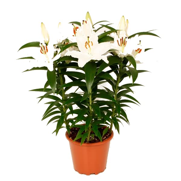 Lilium O Azucena Cuidados De Esta Preciosa Planta Azucena Roja (Flor