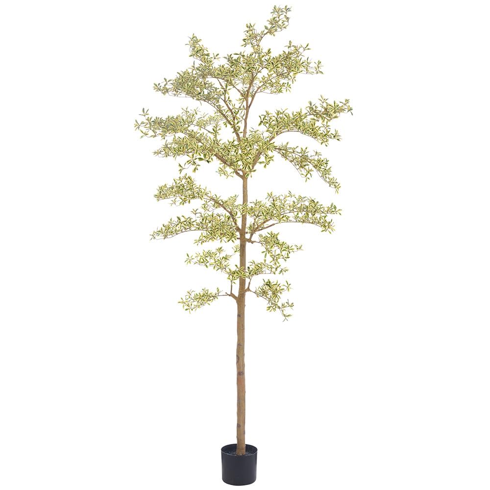 Amazon.com: 9' Shady Lady Olive Silk Tree w/Pot -Variegated : Home ...