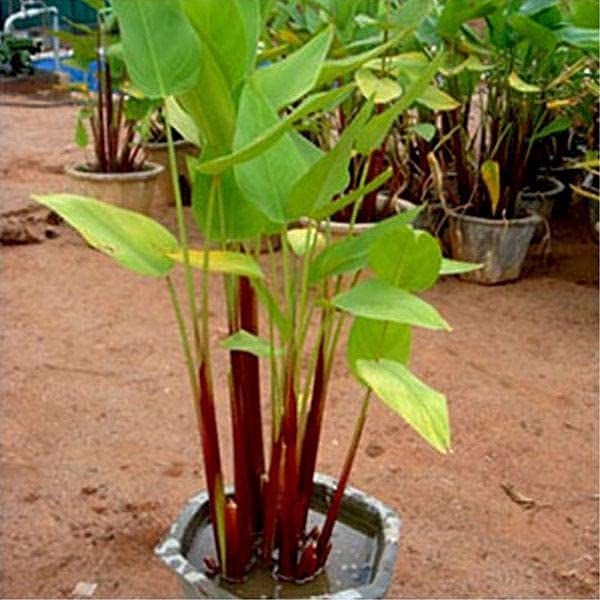 Mphmi Seedless Plant Low Maintenance Plants Water Canna, Thalia ...
