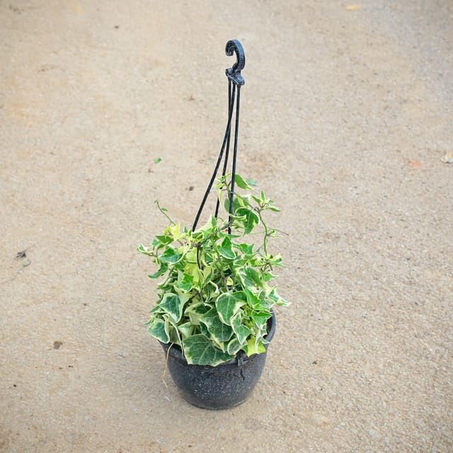English Ivy Succulent in 7 Inch Plant Natural Miniature Live Garden ...