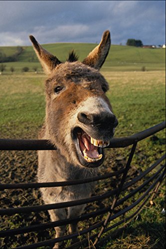 Laughing Donkey Images Laughing Donkey On White By Josh Brown | Studio